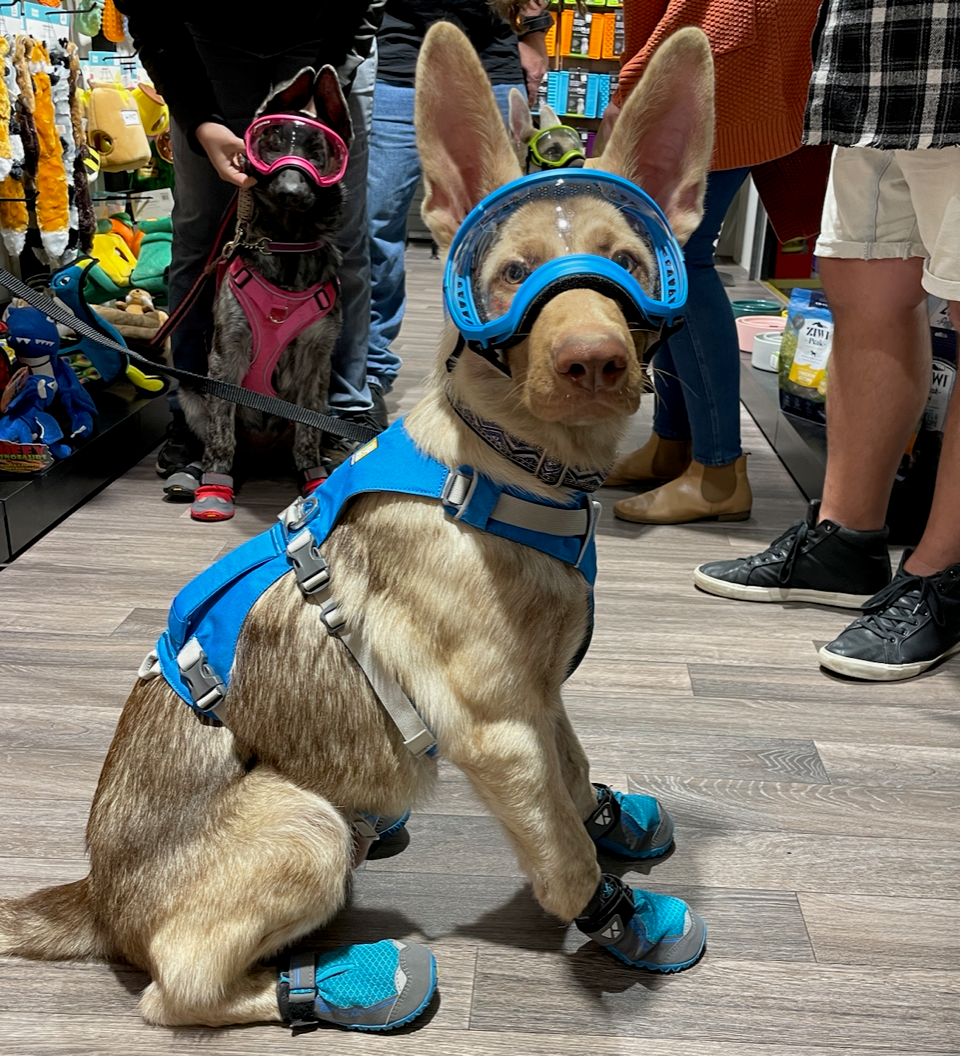 Dapper Dogs | Eat Street Northshore